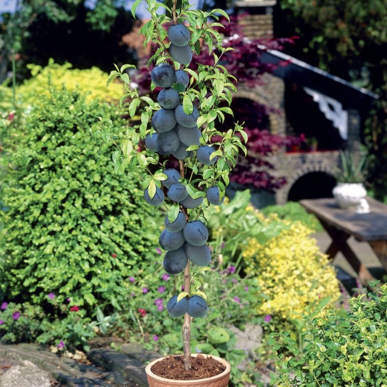 Pomi fructiferi columnari Archives – Gradina cu bulbi