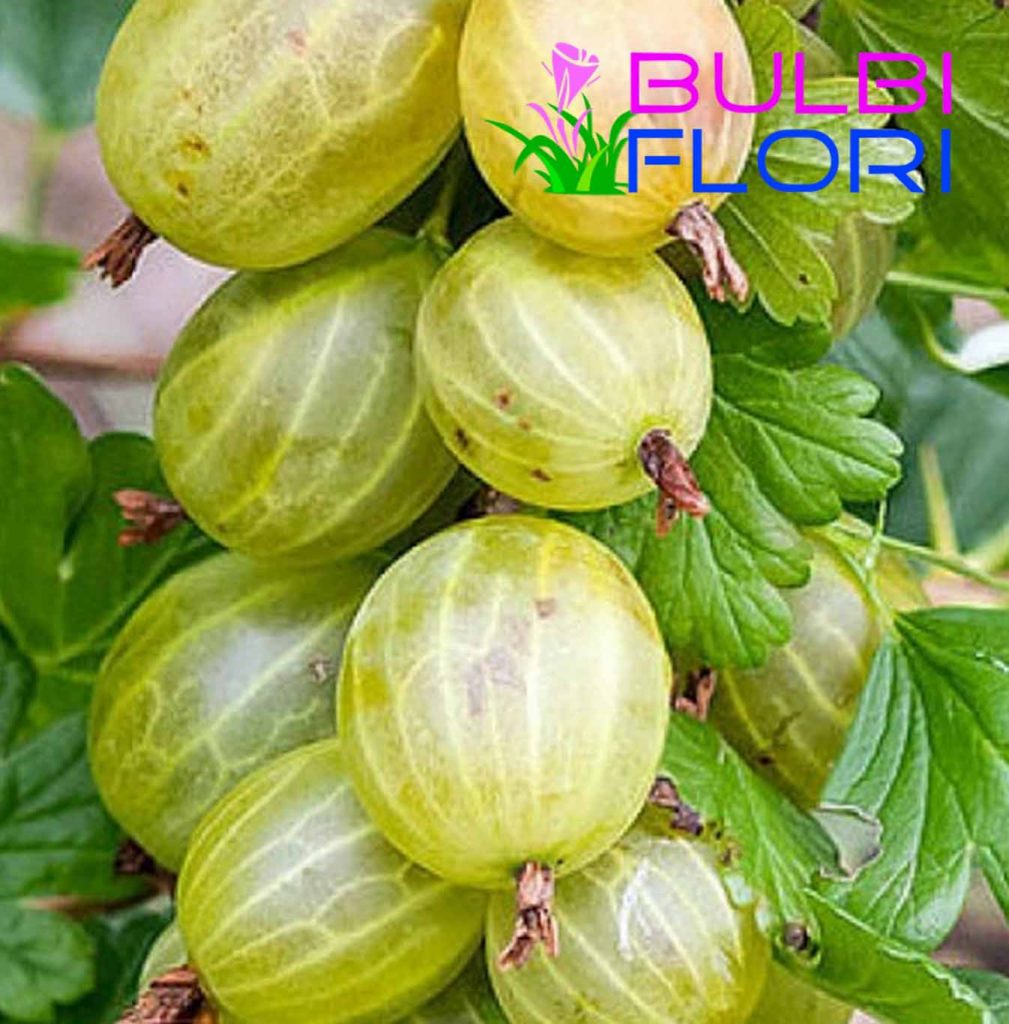 agris alb – Gradina cu bulbi