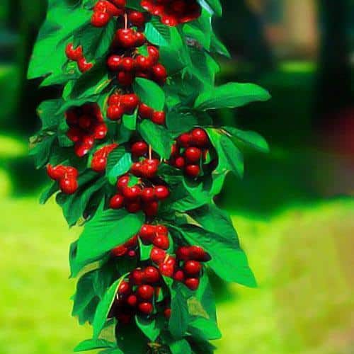 Pomi fructiferi – columnari sau clasici