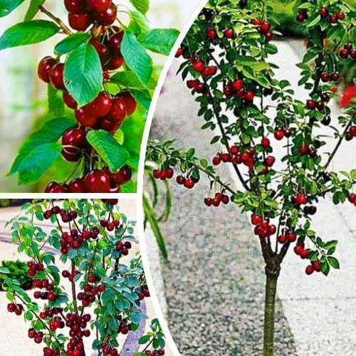 Pomi fructiferi – columnari sau clasici