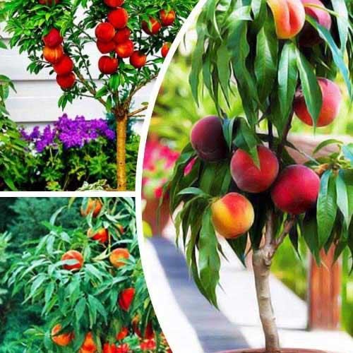 Pomi fructiferi columnari 🌸 | Plante Viguroase & Prețuri Avantajoase