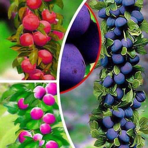 Pomi fructiferi columnari Archives – Gradina cu bulbi