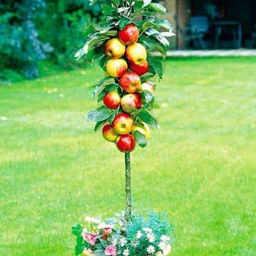 Pomi fructiferi columnari 🌸 | Plante Viguroase & Prețuri Avantajoase