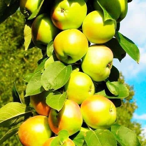 Pomi fructiferi columnari 🌸 | Plante Viguroase & Prețuri Avantajoase