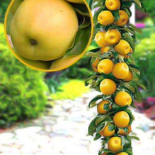 Pomi fructiferi columnari 🌸 | Plante Viguroase & Prețuri Avantajoase