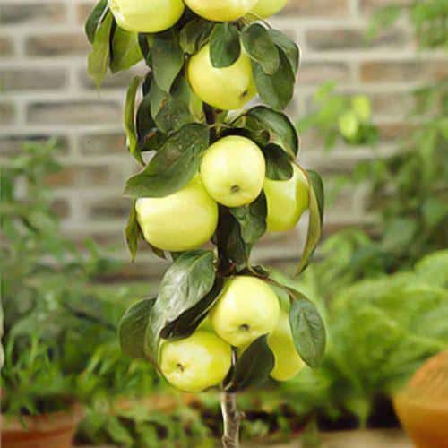 Pomi fructiferi columnari 🌸 | Plante Viguroase & Prețuri Avantajoase