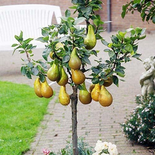 Pomi fructiferi columnari 🌸 | Plante Viguroase & Prețuri Avantajoase