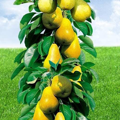 Pomi fructiferi – columnari sau clasici