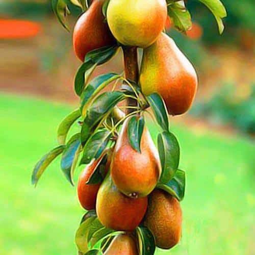 Pomi fructiferi columnari 🌸 | Plante Viguroase & Prețuri Avantajoase