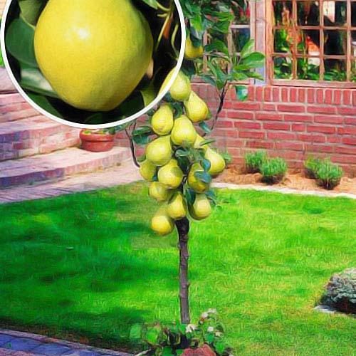 Pomi fructiferi columnari 🌸 | Plante Viguroase & Prețuri Avantajoase