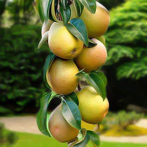 Pomi fructiferi columnari 🌸 | Plante Viguroase & Prețuri Avantajoase