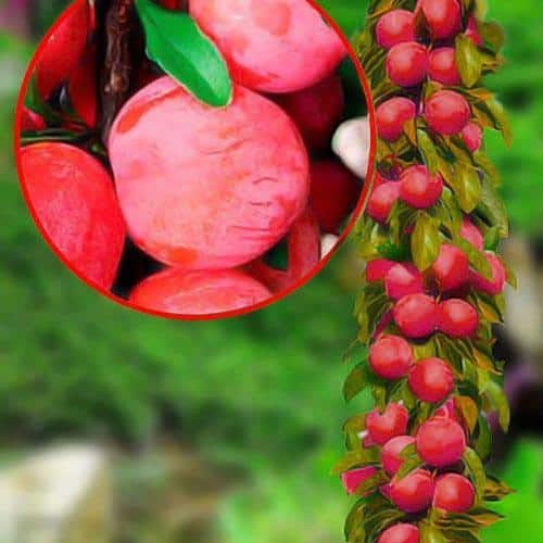 Pomi fructiferi – columnari sau clasici