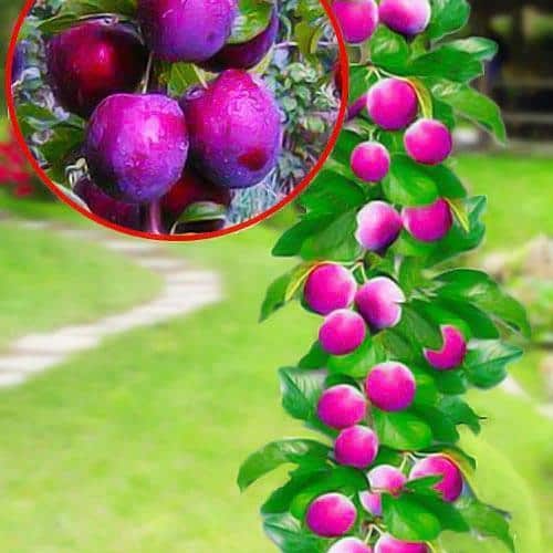 Pomi fructiferi – columnari sau clasici