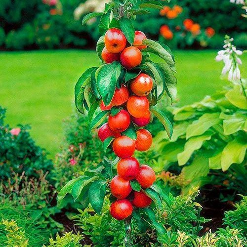 Pomi fructiferi columnari 🌸 | Plante Viguroase & Prețuri Avantajoase